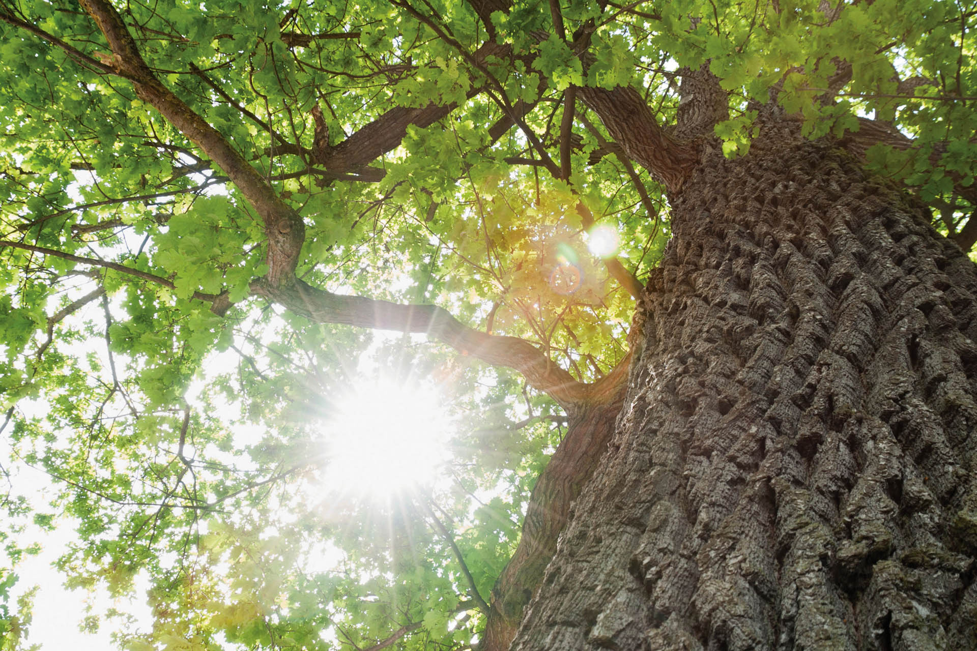 Sustainability | International Timber